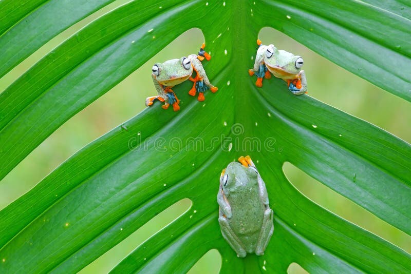 Flying Frog, Javan Tree Frog, Rhacophorus Reinwartii Stock Photo ...