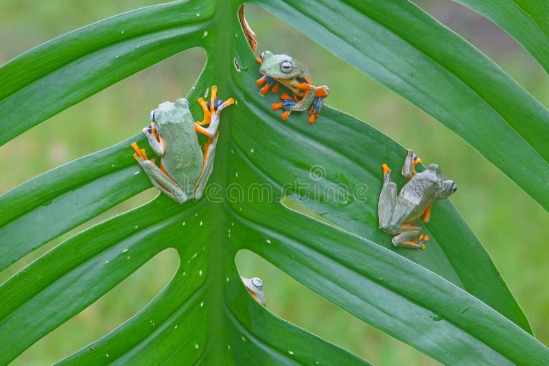Flying Frog, Javan Tree Frog, Rhacophorus Reinwartii Stock Image ...