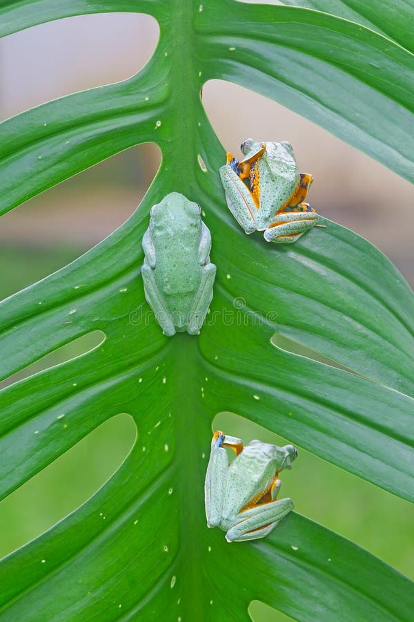 Flying Frog, Javan Tree Frog, Rhacophorus Reinwartii Stock Image ...