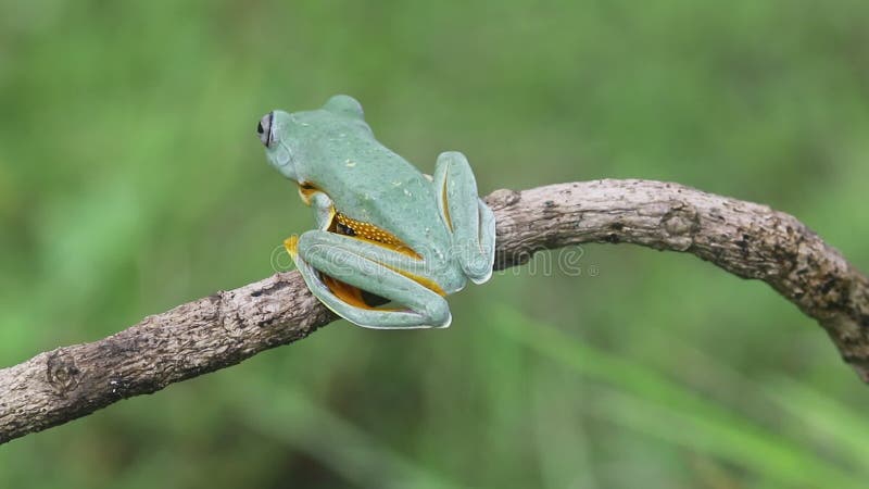 Flying Frog, Javan Tree Frog, Rhacophorus Reinwartii Stock Footage ...