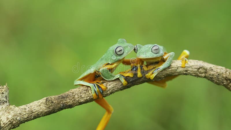 Flying Frog, Javan Tree Frog, Rhacophorus Reinwartii Stock Video ...