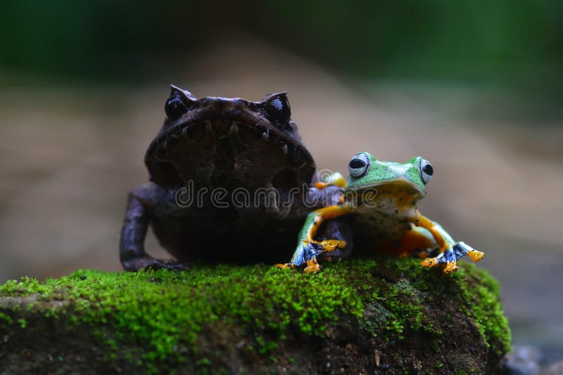 Flying Frog, Javan Tree Frog, Rhacophorus Reinwartii Stock Image ...