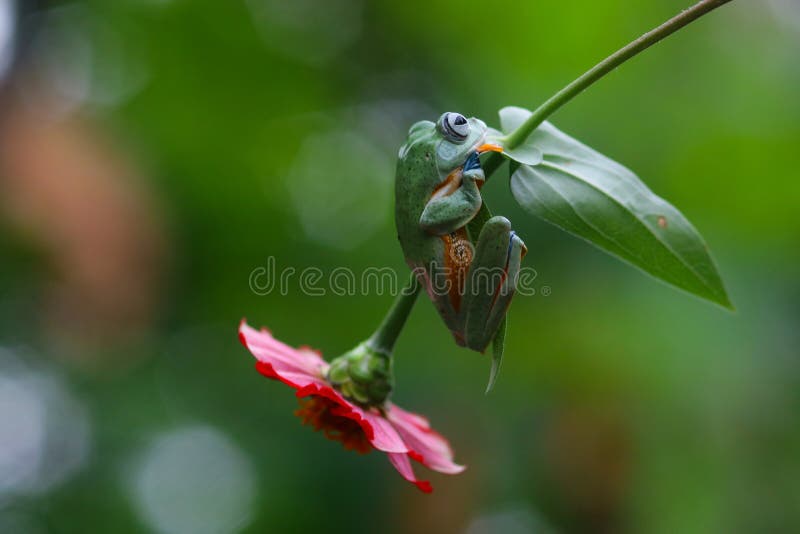 Flying Frog, Javan Tree Frog, Rhacophorus Reinwartii Stock Photo ...