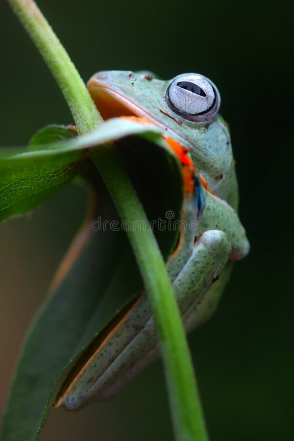 Flying Frog, Javan Tree Frog, Rhacophorus Reinwartii Stock Image ...
