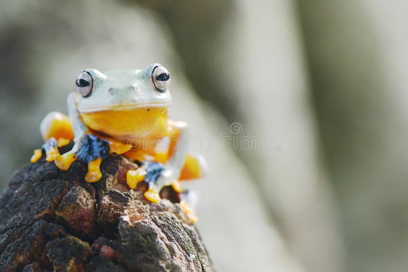 Blue Flying Frogs Backlight Behind Leag Stock Image - Image of eyes ...