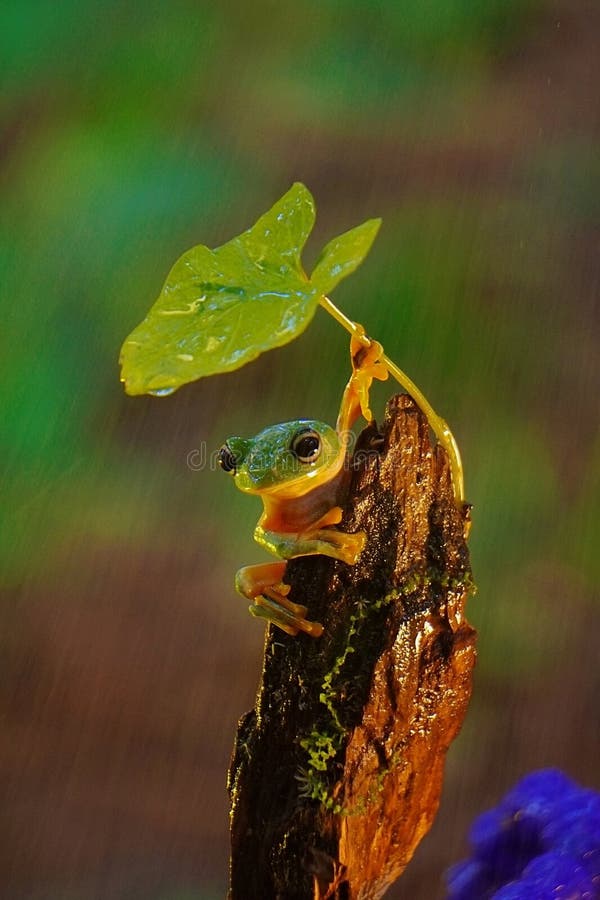 Flying Frog, Tree Frog, Frog, Dumpy Frog, Stock Photo - Image of green ...