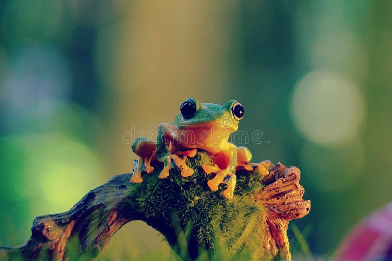 Flying Frog, Tree Frog, Frog, Dumpy Frog, Stock Photo - Image of green ...