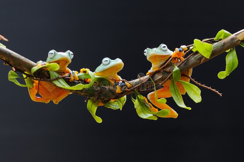 Flying Frog, Tree Frog, Frog, Dumpy Frog, Stock Photo - Image of green ...