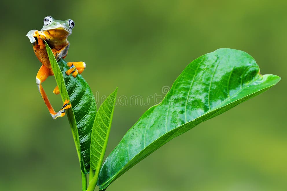 Flying Frog, Tree Frog, Frog, Dumpy Frog, Stock Photo - Image of green ...