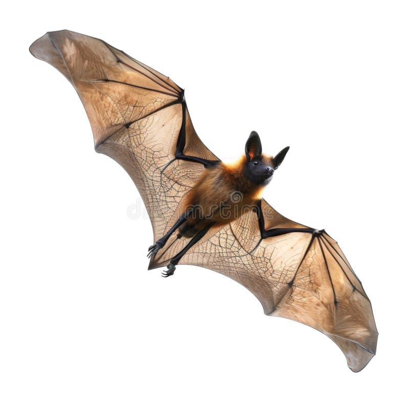 Flying Fruit Bat with Spread Wings Stock Photo - Illustration of ...