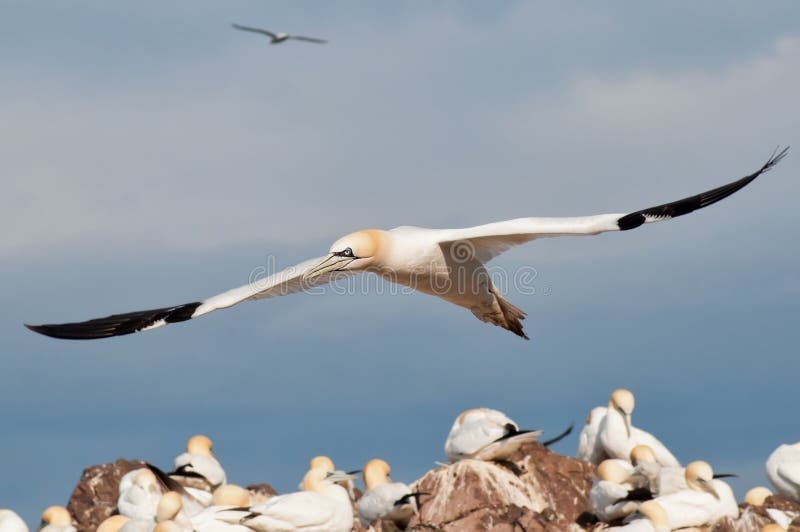 Flying gannet stock photo. Image of wild, spread, gannet - 29110760
