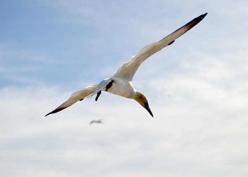 Flying Gannet in Helgoland stock image. Image of bird - 57740881