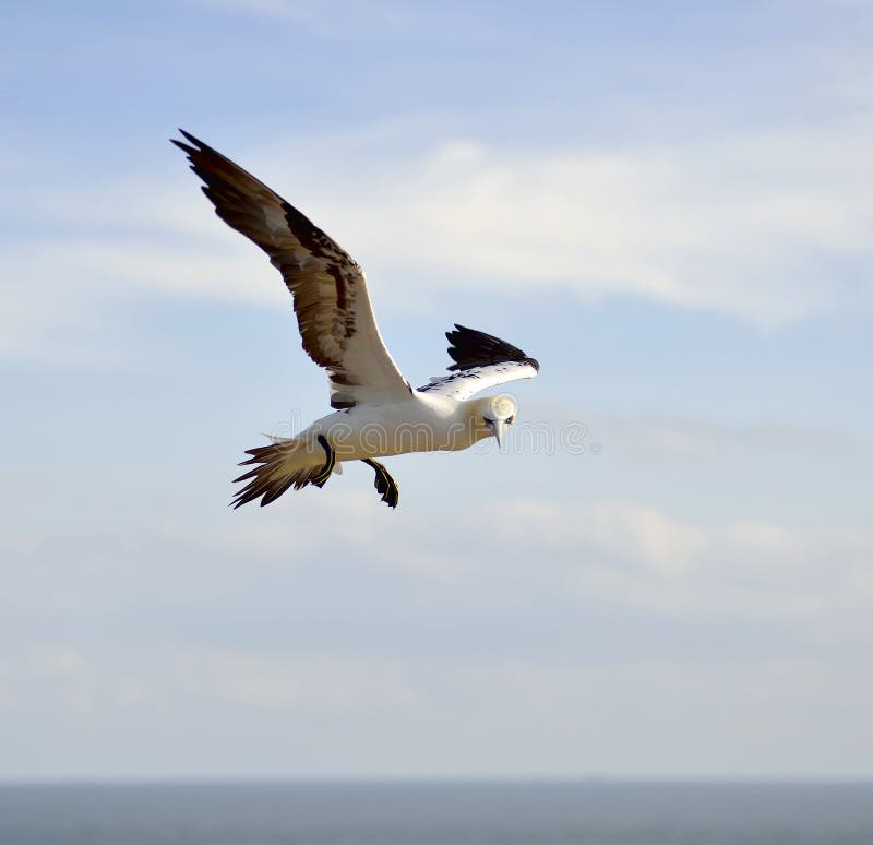 Flying Northern Gannet in Atlantic Ocean Following a Boat Stock Photo ...