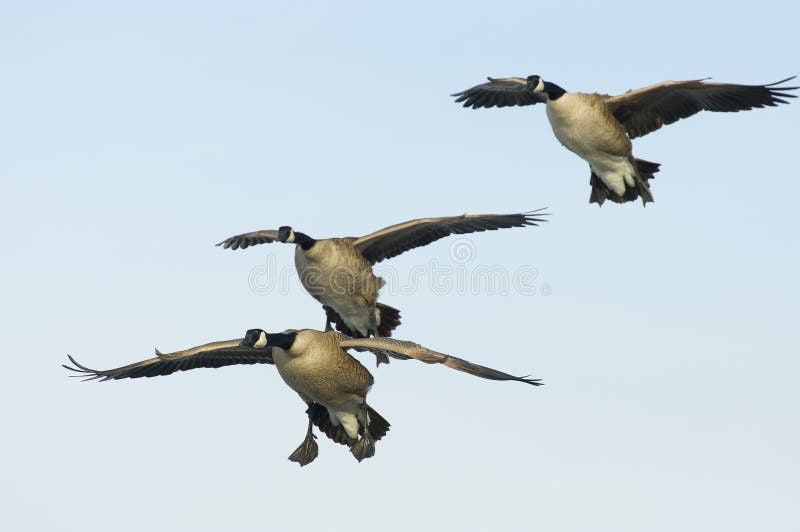 Flying Geese stock photo. Image of canada, hunting, birds - 24990228