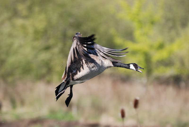 Flying Geese stock image. Image of canadian, bird, migratory - 29114321