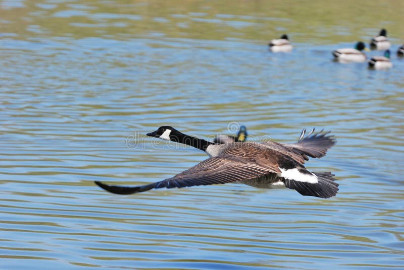 Flying Geese stock photo. Image of water, flight, canada - 29114358
