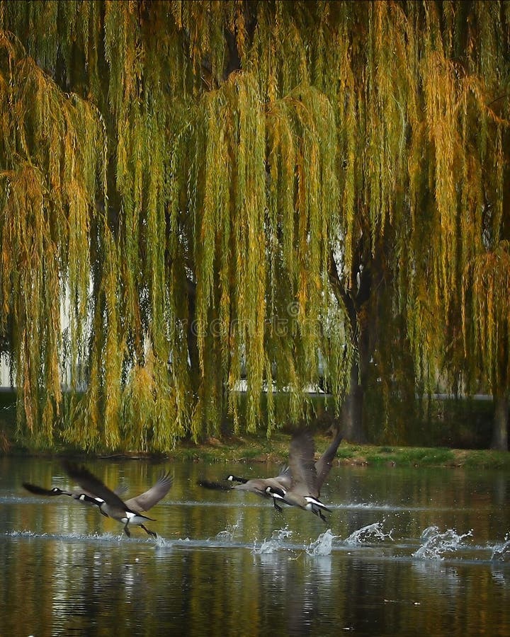 Flying Geese stock photo. Image of trees, geese, pond - 3674046