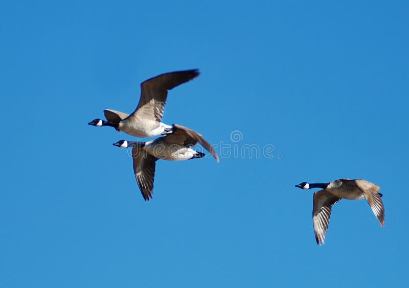 Flying geese stock photo. Image of animals, flying, birds - 4673262