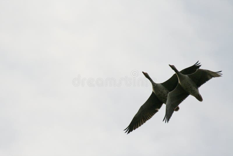Flying geese stock image. Image of flight, europe, park - 796245
