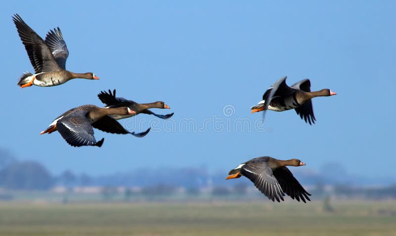 Flying geese stock image. Image of nature, direction, north - 953483