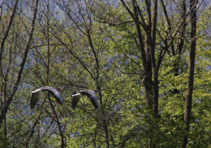 Flying Geese stock image. Image of color, colour, flight - 130972459
