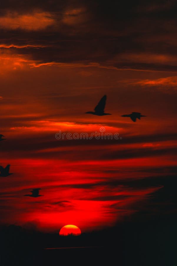 Flying geese at sunset stock photo. Image of water, fall - 4556922