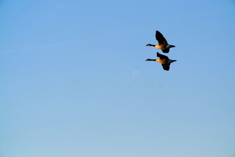 Flying geese stock photo. Image of birds, pink, colourful - 146865884