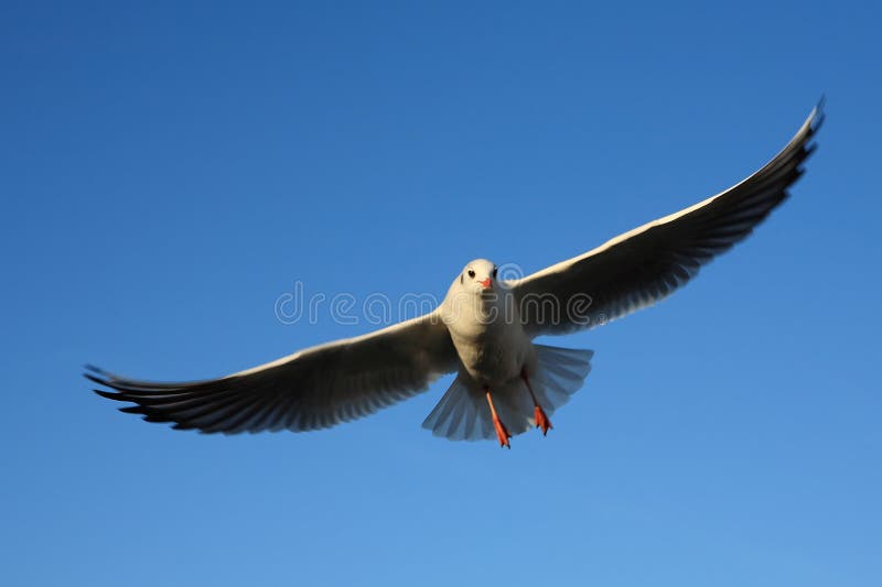 Flying goal seagull stock photo. Image of nature, bird - 4181718