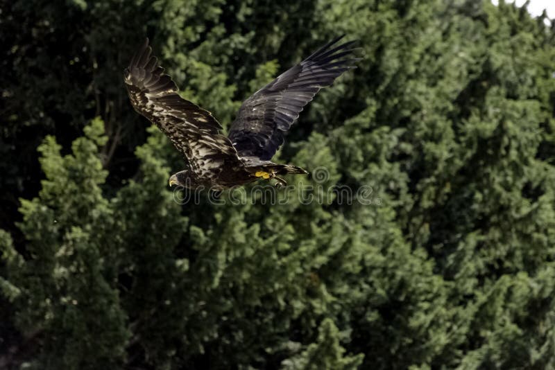 Flying golden eagle stock image. Image of beautiful - 123154207