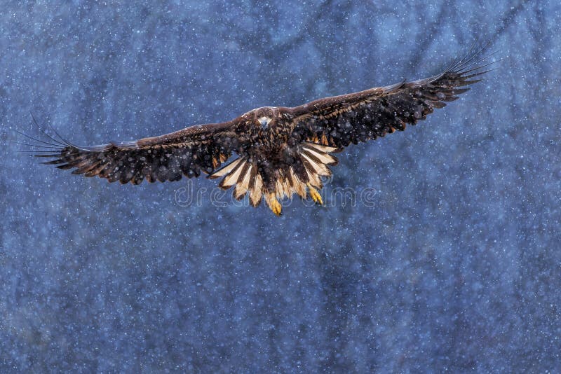 Flying Golden White Tailed Eagle with Open Wings Attack Landing Swoop ...