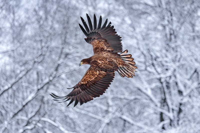 Flying Golden White Tailed Eagle with Open Wings Attack Landing Swoop ...