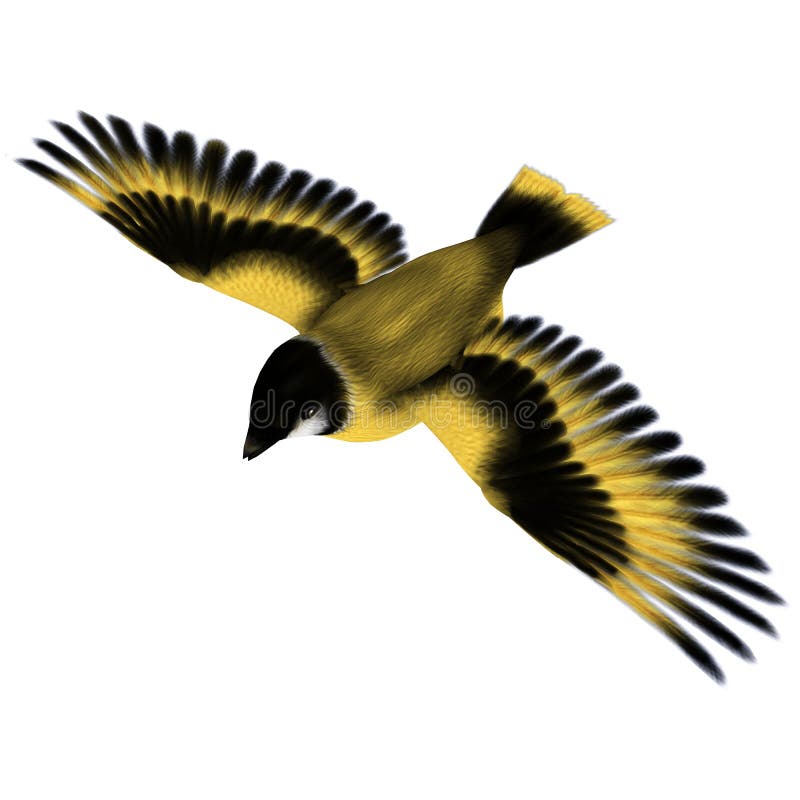 Yellow Finches Flying