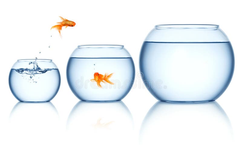 Flying goldfish stock illustration. Illustration of transferring - 16560663