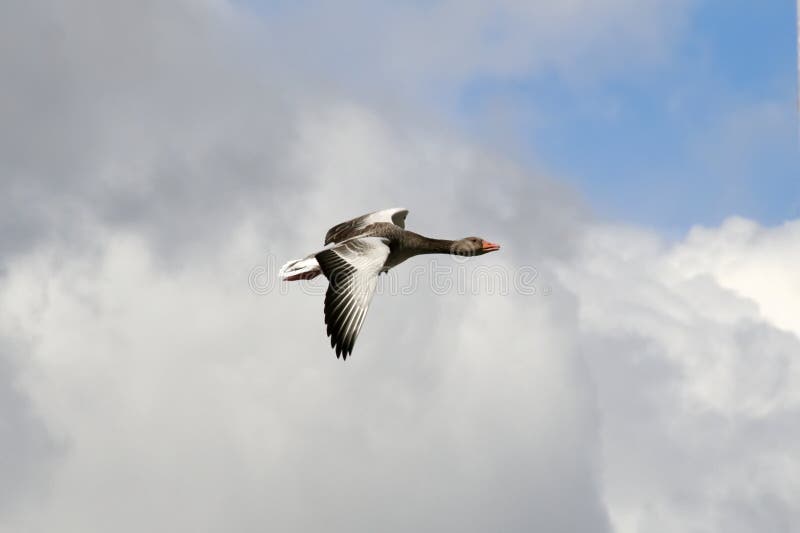 Flying goose stock photo. Image of wildlife, bird, blue - 13492822