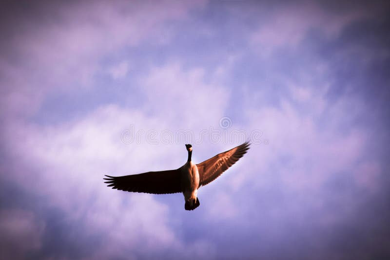 Flying Goose stock image. Image of space, blur, bird - 24580205