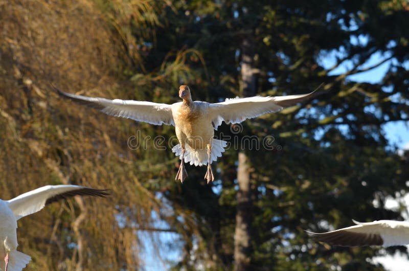 Flying goose stock photo. Image of loneliness, quiet - 88470192