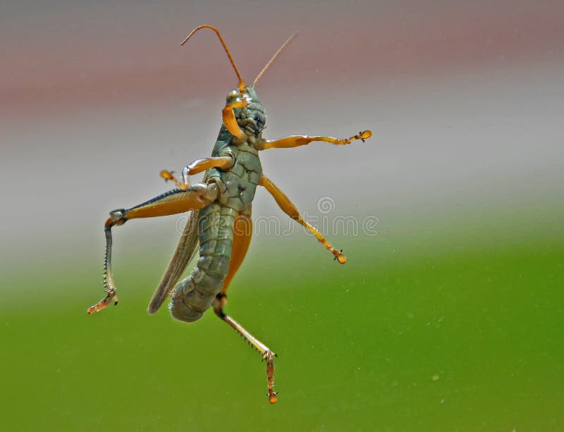 Flying Grasshopper in Mid Air!! Stock Image - Image of parts, belly ...