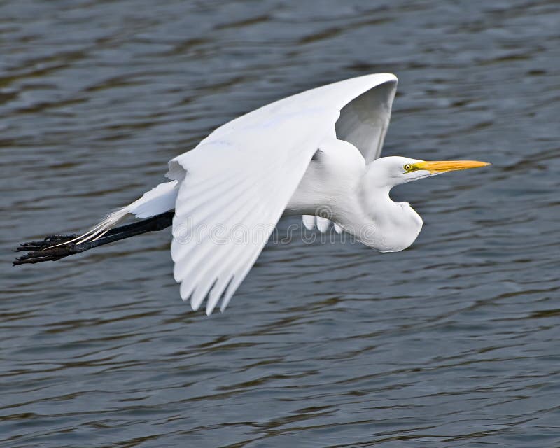 Flying Great Egret stock photo. Image of flying, white - 32801094