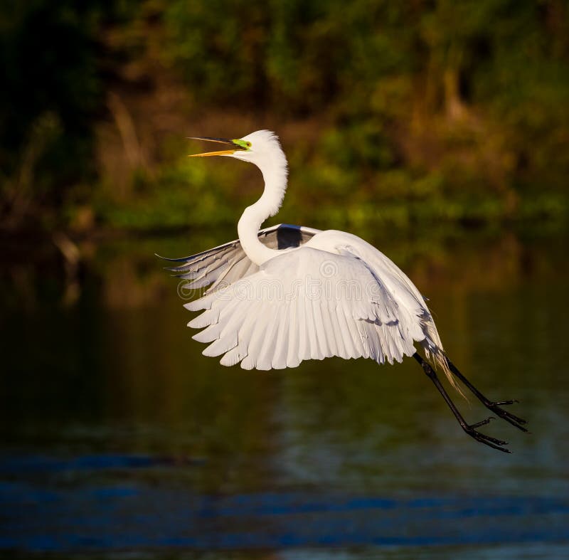 Flying Great White Egret in Florida Stock Image - Image of beak ...