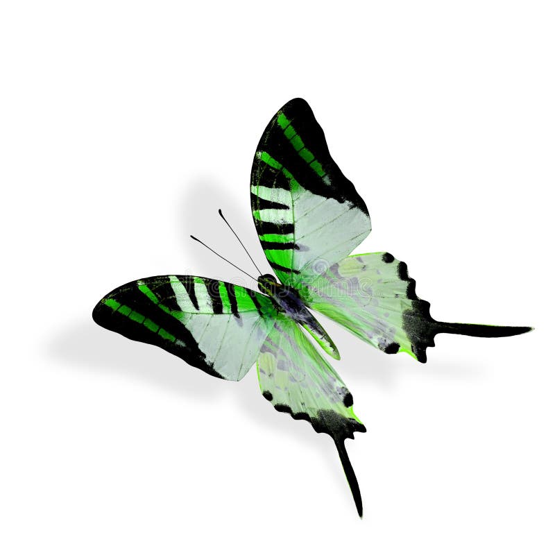 Flying Green Butterfly, Fivebar Swordtail Stock Photo - Image of ...