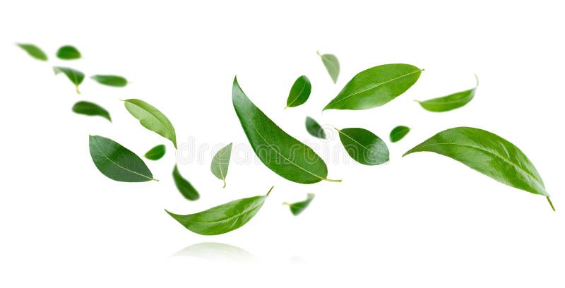 Flying Green Leaves Isolated on White Background. Stock Photo - Image ...