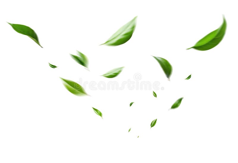 Flying Green Leaves on White Background. Fresh Spring Foliage Stock ...