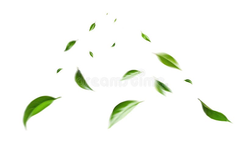 Flying Green Leaves on White Background. Fresh Spring Foliage Stock ... Flying Green Leaves on White Background. Fresh Spring Foliage Stock ...