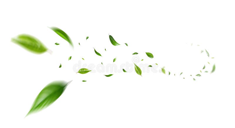 Flying Green Leaves on White Background. Fresh Spring Foliage Stock ...
