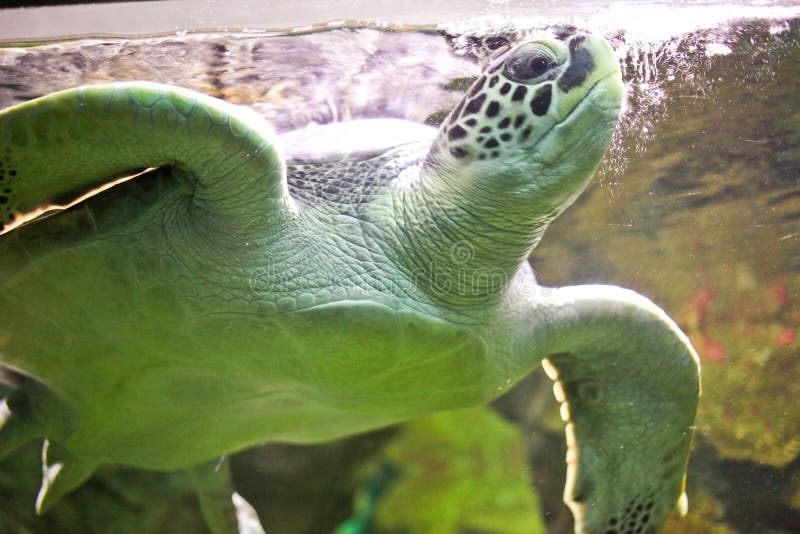 Flying green turtle stock photo. Image of ocean, coast - 115493398