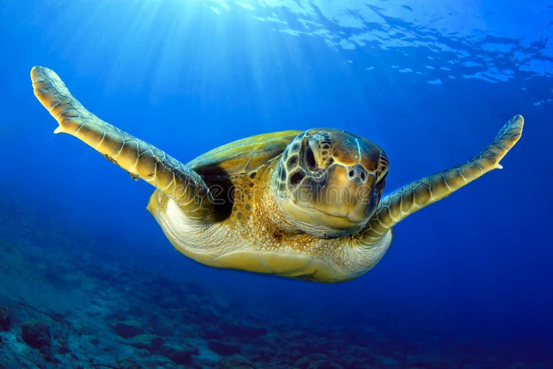 Friendly Beluga Whale stock photo. Image of friendly - 15164092