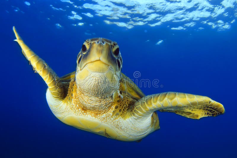 Flying green turtle stock photo. Image of photograph - 62406606