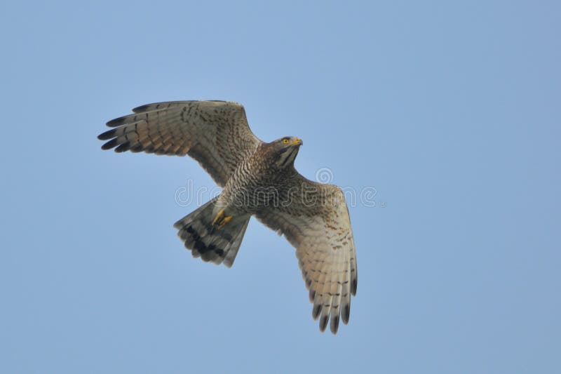 Flying Grey Faced Buzzard stock photo. Image of japan - 18571366