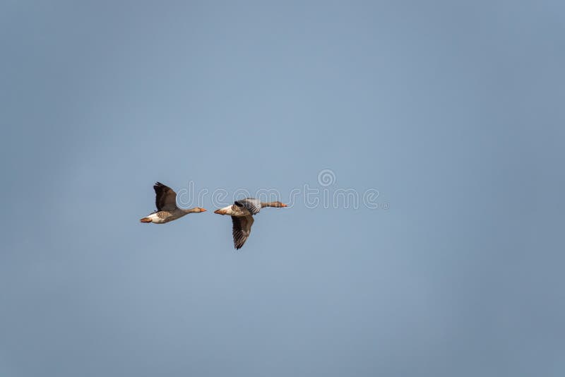 Flying Grey Geese in Spring Stock Image - Image of migratory, greylag ...