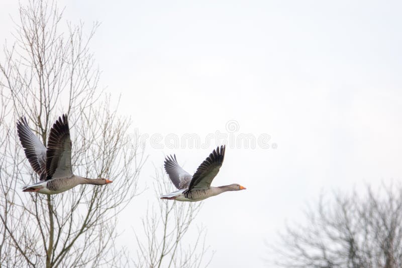 Flying Grey Geese in Spring Stock Photo - Image of blue, close: 142784068